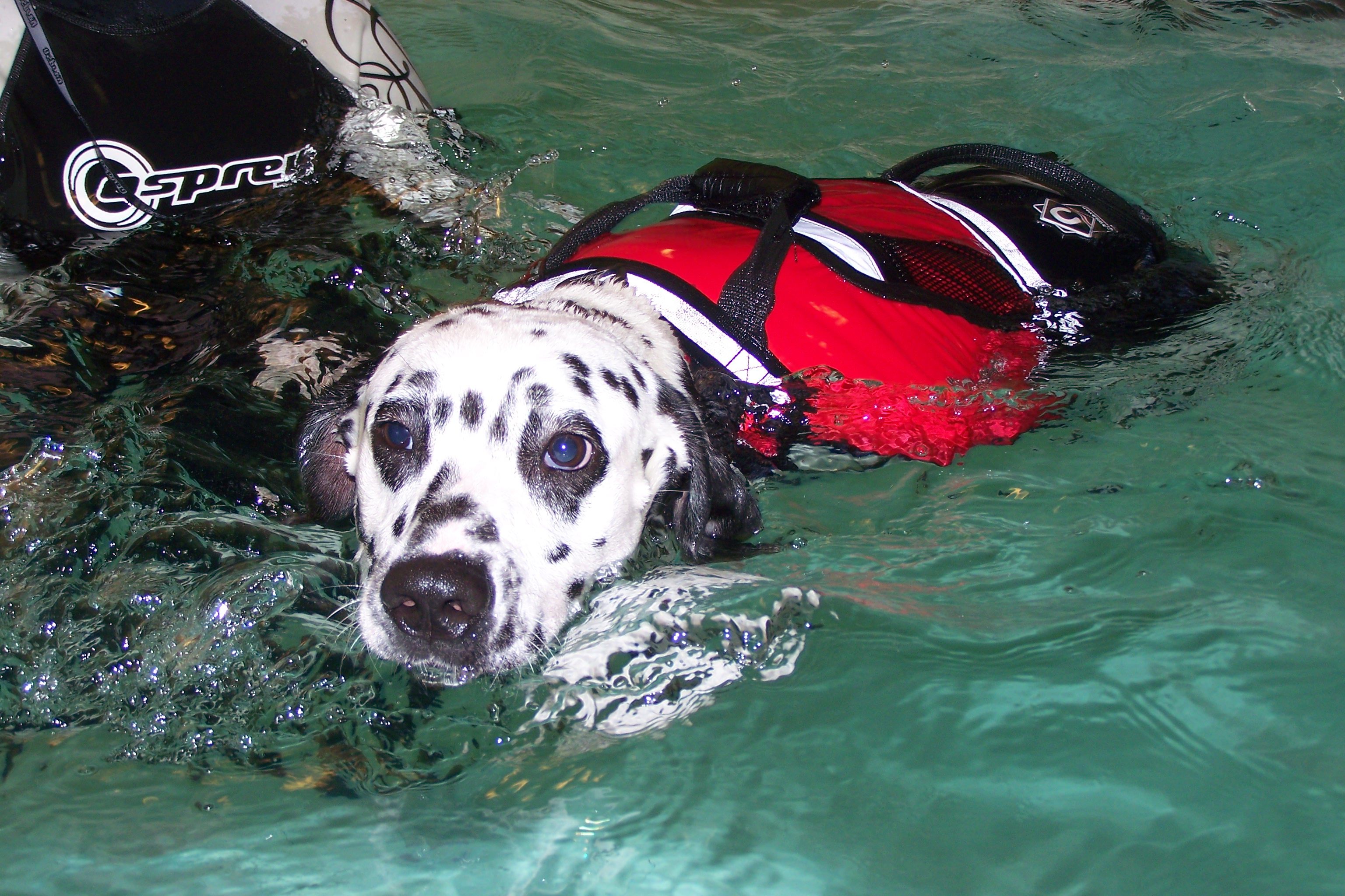 Canine Hydrotherapy | Canine Hydrotherapy & Massage, Manchester, UK