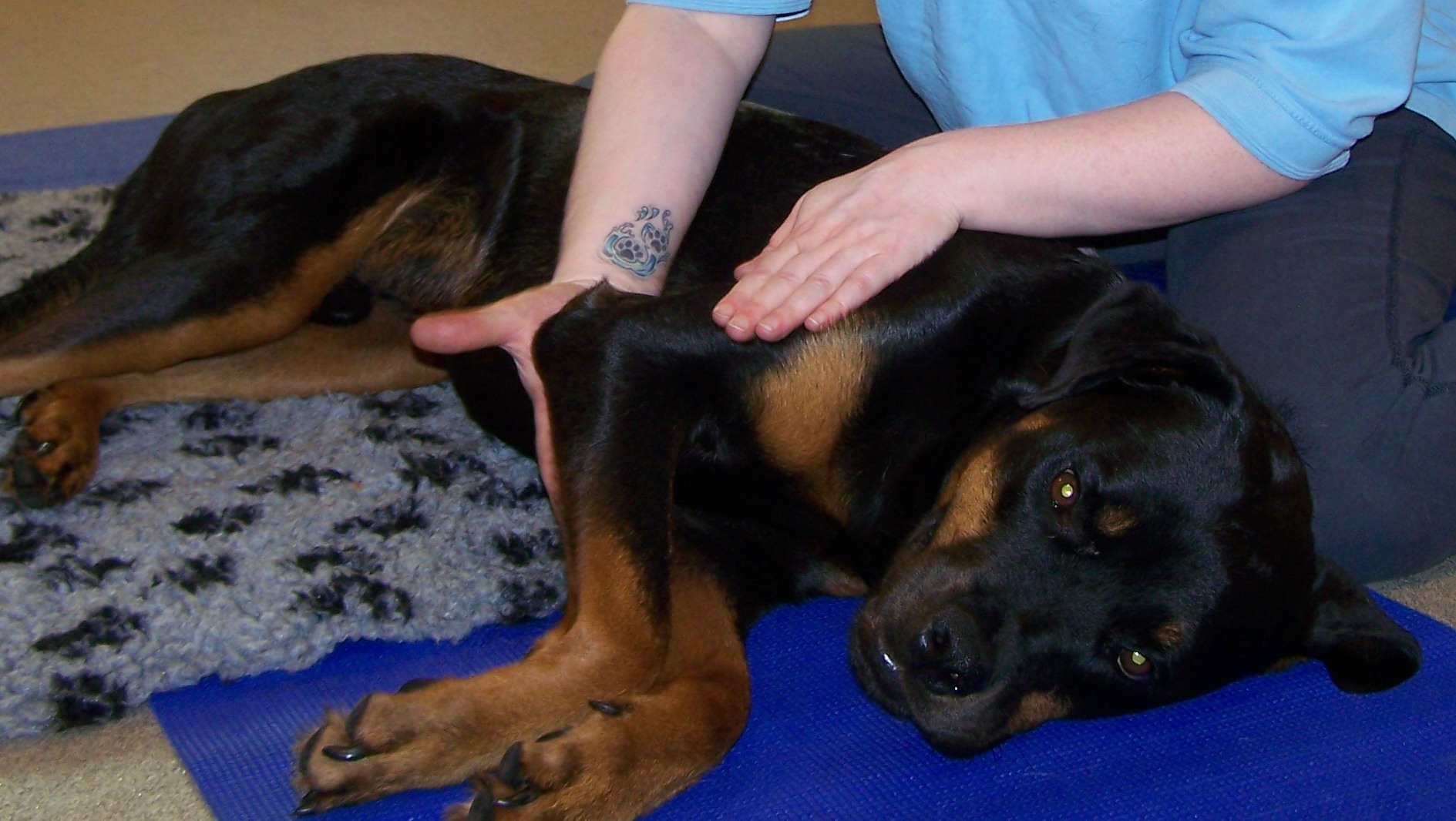 Canine Hydrotherapy & Massage, Manchester, UK | Healthy Hounds Therapies